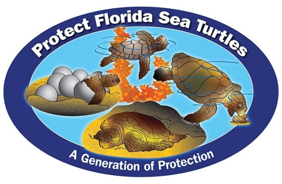 FWC: Share the beach with sea turtles this holiday weekend | News ...